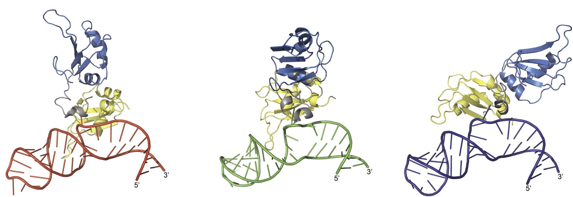 hnRNPA1 - Tolbert Lab